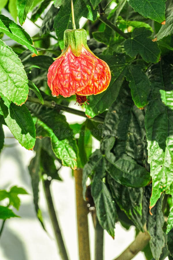 Dwarf Red Powder Puff Flower Full Bloom Stock Photos - Free & Royalty ...