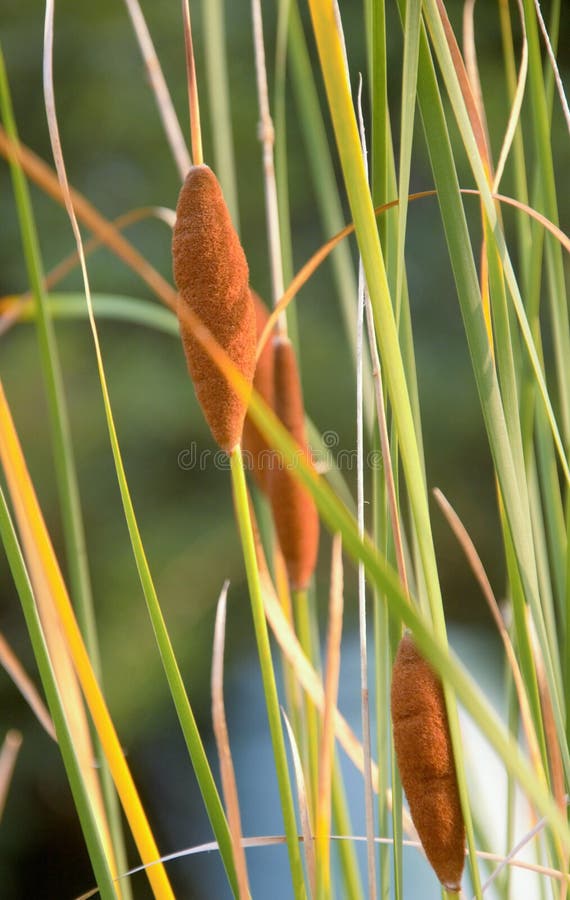 Brown Dwarf Reed Mace Typha Minima Stock Image - Image of haulms ...