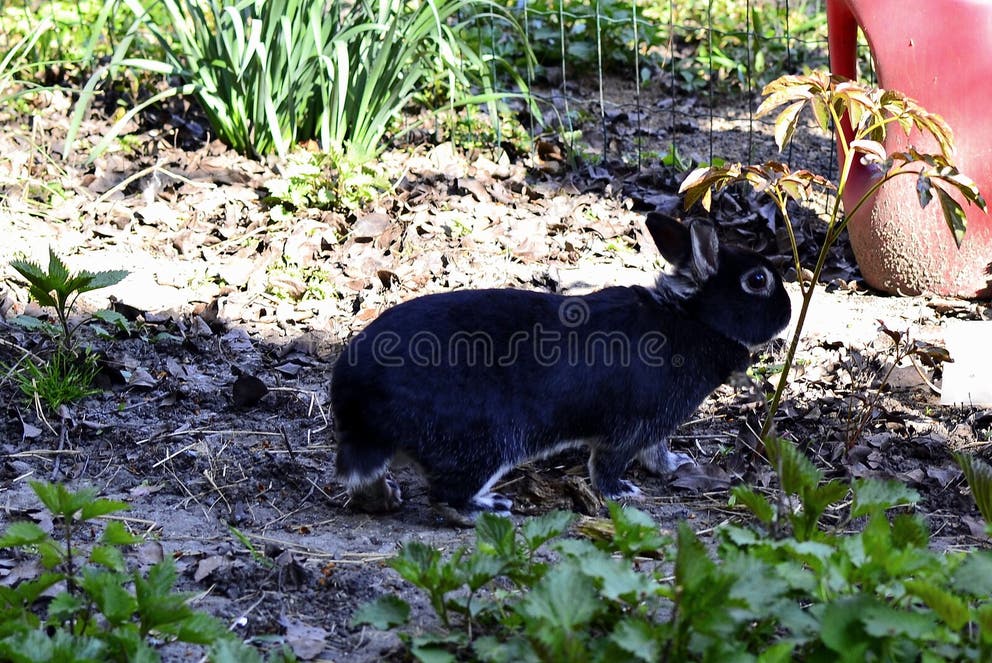 Dwarf Rex Rabbit stock photo. Image of tree, jump, ready - 179476324