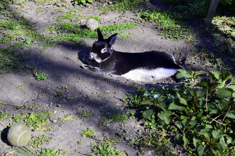 Dwarf Rex Rabbit stock image. Image of rabbit, resting - 179476329