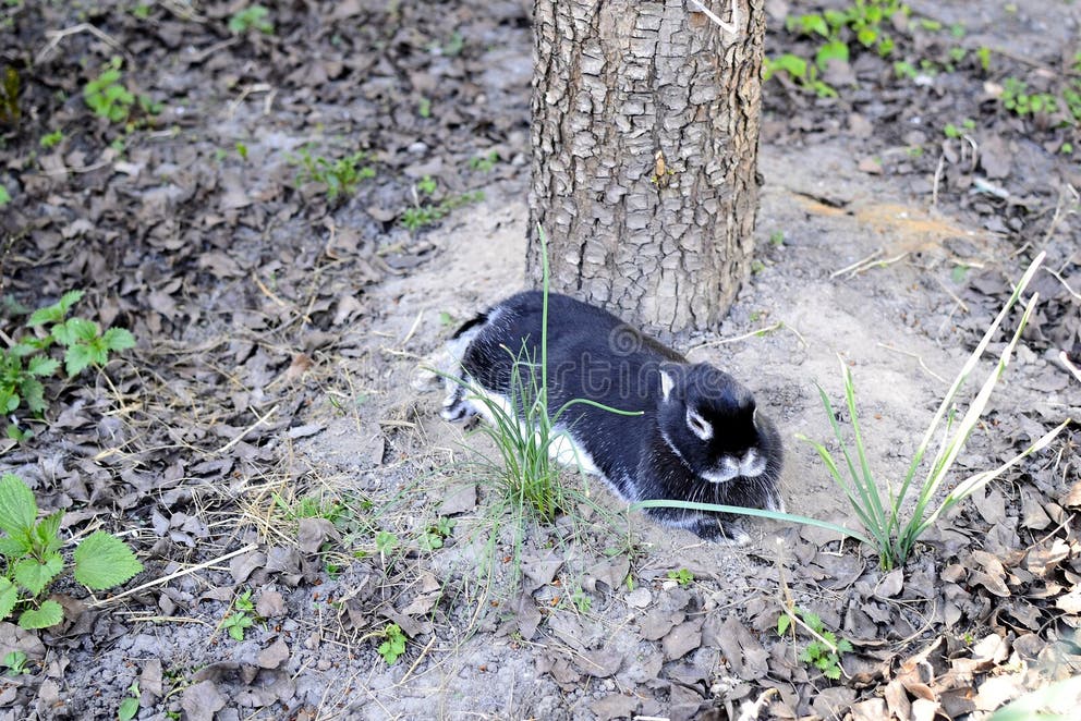 Dwarf Rex Rabbit stock image. Image of colors, white - 179371003