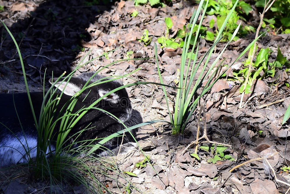 Dwarf Rex Rabbit stock image. Image of white, dwarf - 179476009