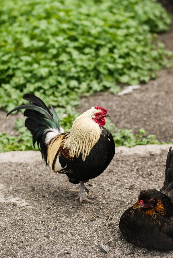 Dwarf Rooster and His Chick Stock Image - Image of feathers, walk: 52738559
