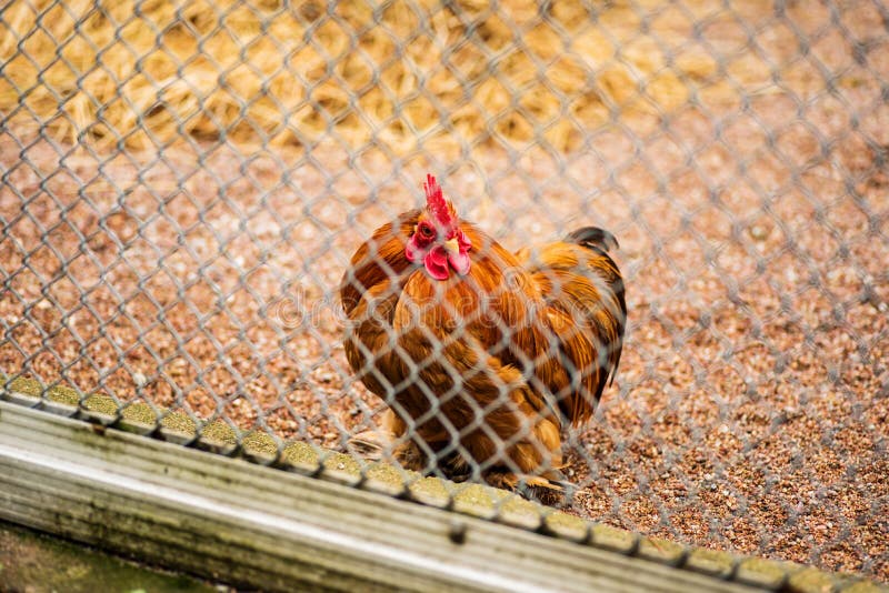 Dwarf rooster in a coop stock photo. Image of gallus - 95581572
