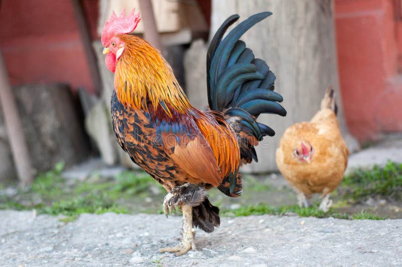 Dwarf Rooster and His Chick Stock Image - Image of feathers, walk: 52738559
