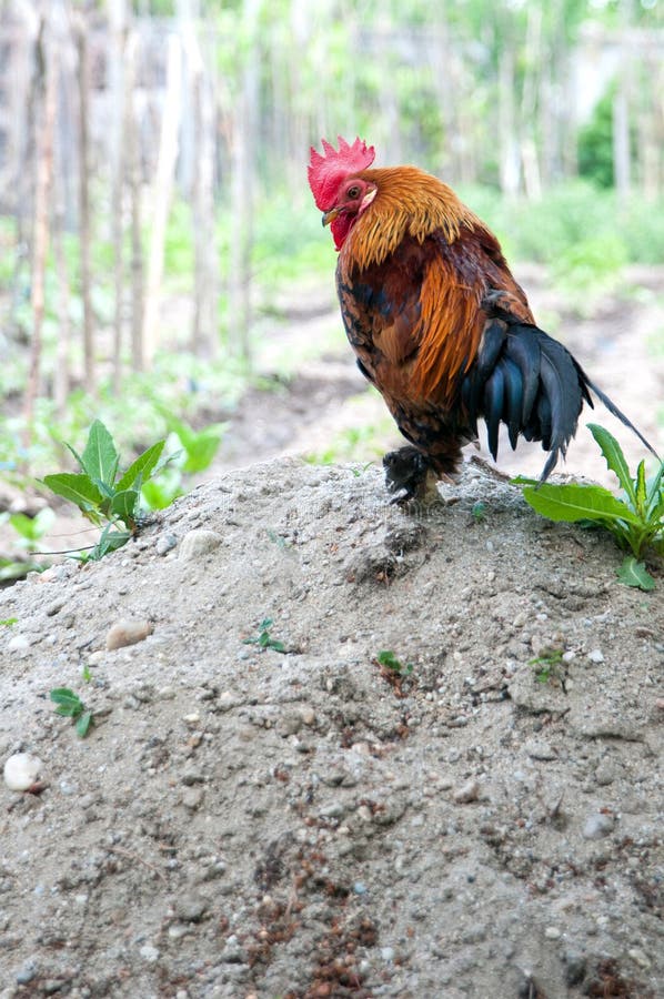Dwarf rooster stock photo. Image of comb, care, bird - 55305778