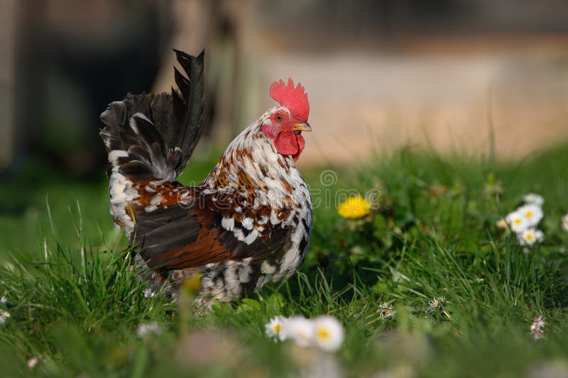Latvian Dwarf Chicken Rooster Walking on Grass in Summer Stock Image ...