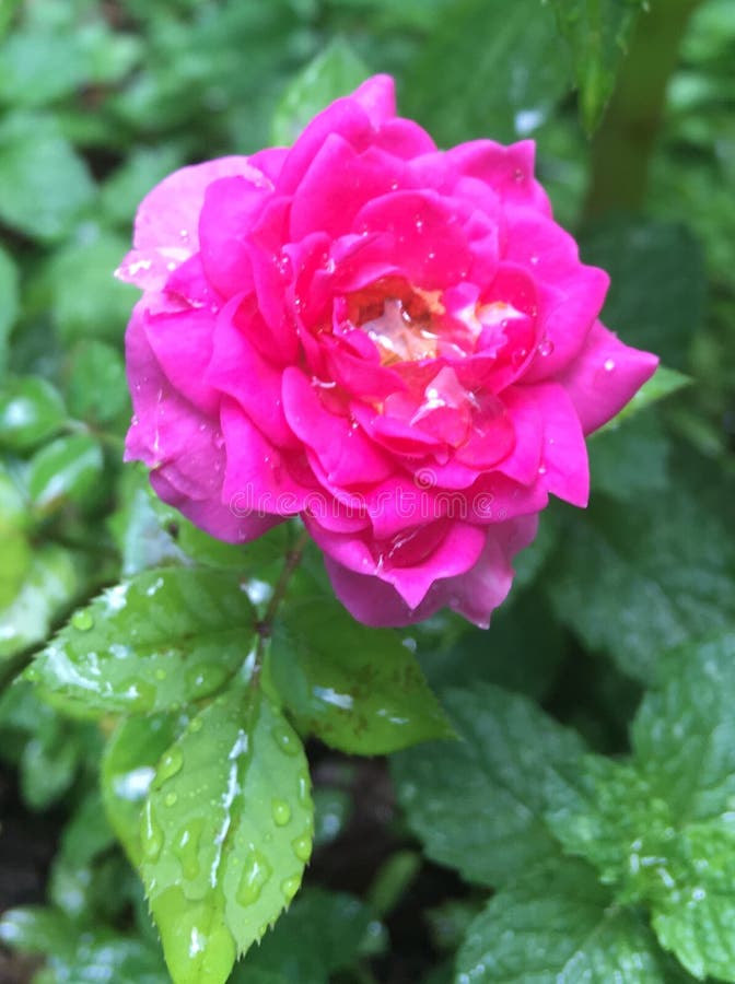 Dwarf Rose Bush in a Flower Pot. Small Rose Blossom Small Flowers on ...
