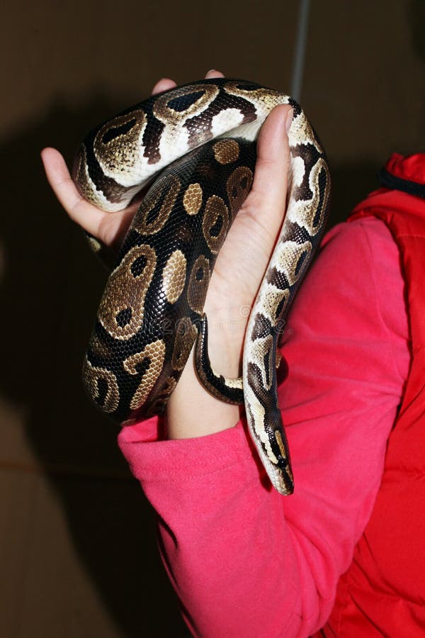 Dwarf and Royal Python Regius Sitting on His Hands during the ...