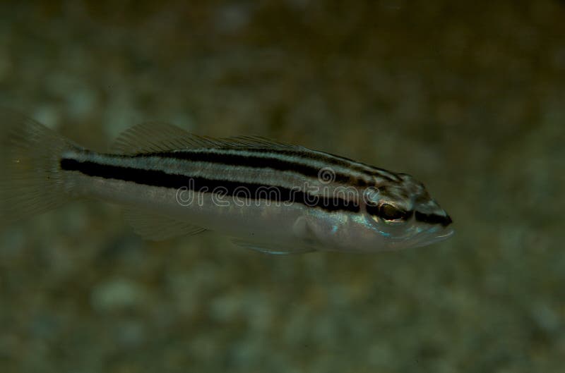 Dwarf Sand Perch-Diplectrus Bivittatum Stock Image - Image of sealife ...