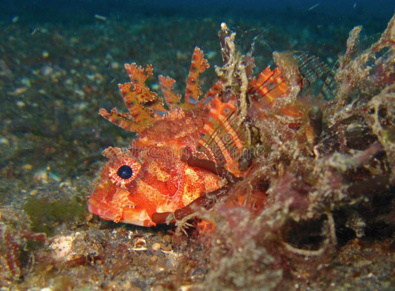 Dwarf Scorpionfish stock photo. Image of critter, sand - 81041416