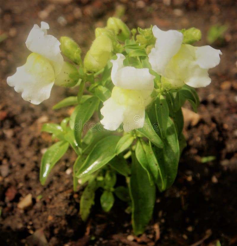 Dwarf snap dragons stock photo. Image of white, dragons - 111884750