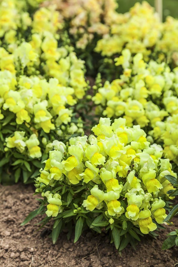 Dwarf Snapdragons stock photo. Image of decorative, lavatera - 36611306