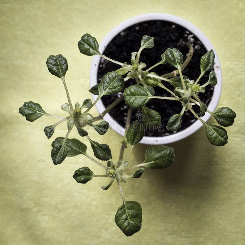 Dwarf Sunflowers Growing in a Pot Stock Photo - Image of botany, food ...