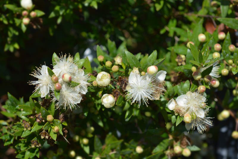Dwarf Sweet Myrtle stock image. Image of common, outdoors - 128864429