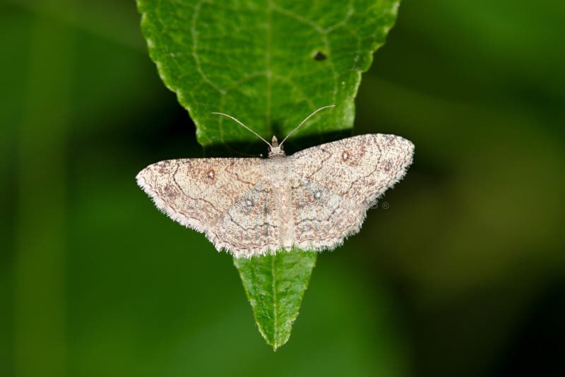 Dwarf Tawny Wave Moth Cyclophora Nanaria Insect on Leaf. Stock Photo ...
