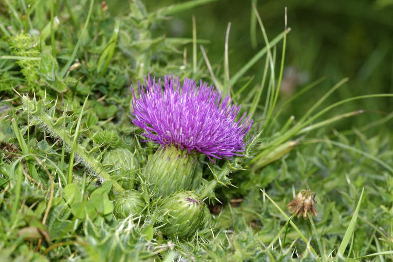 Dwarf Thistle stock image. Image of wildflower, landscape - 251432189