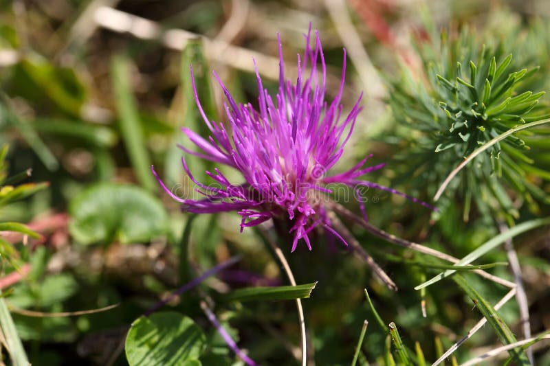 Dwarf Thistle (Cirsium Acaule) Stock Image - Image of beautiful, meadow ...