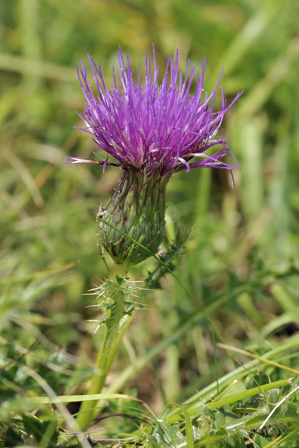 Dwarf Thistle stock photo. Image of rays, gloucestershire - 185950044