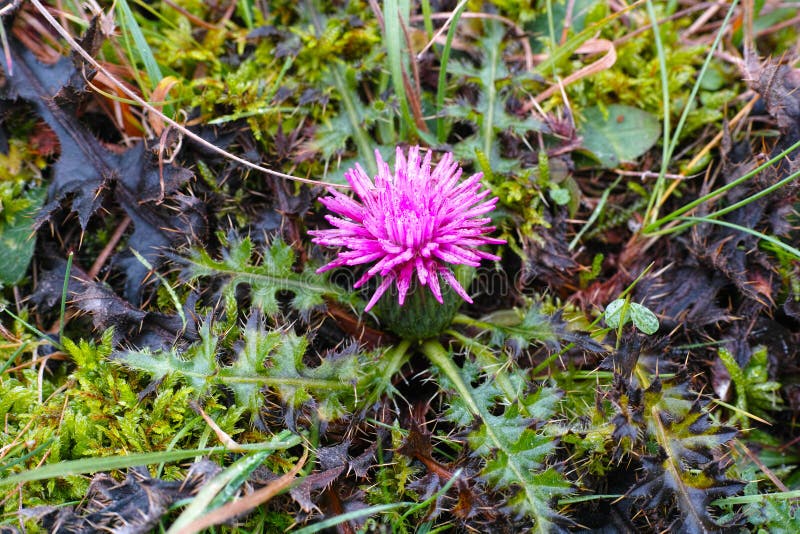 Dwarf Thistle Purple Bloom, Fall Season Nature in Detail Stock Image ...