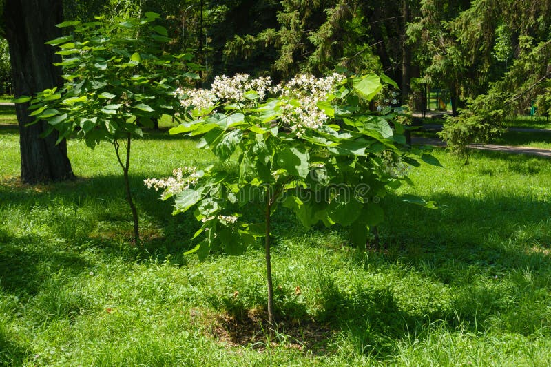 Dwarf Tree of Catalpa Bignonioides in Bloom Stock Photo - Image of ...