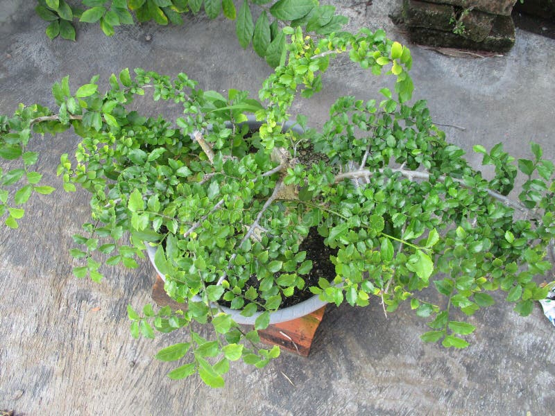 Dwarf Tree for Decoration in Front of the House Stock Photo - Image of ...