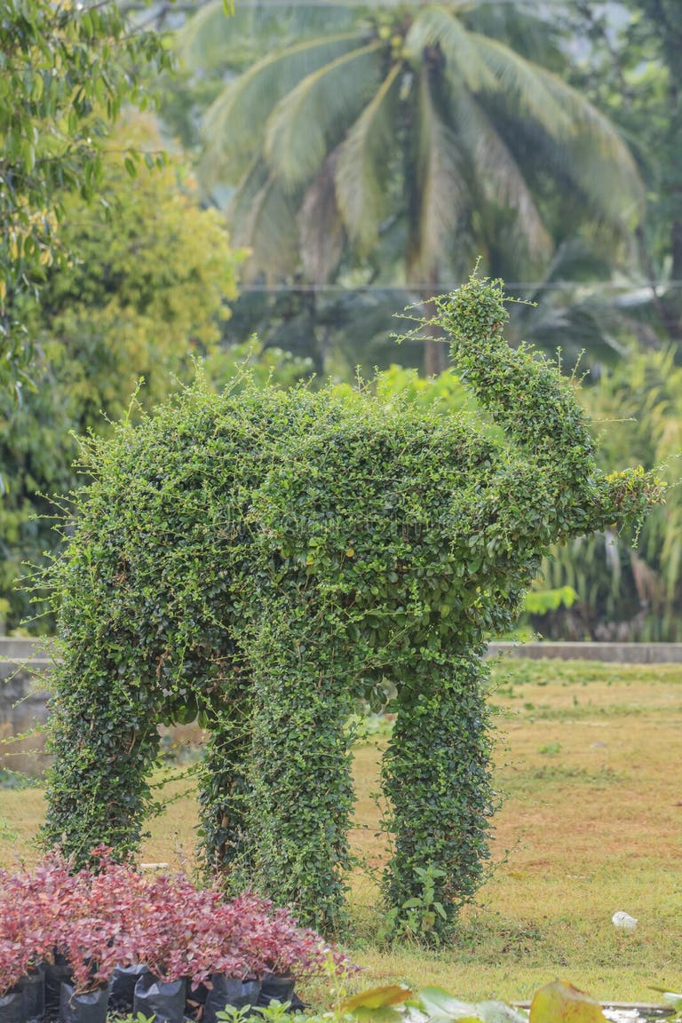 Elephant Bush Plant Root Water Stock Photos - Free & Royalty-Free Stock Photos from Dreamstime