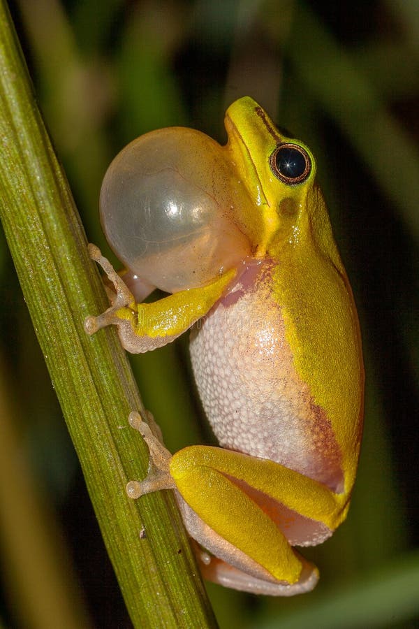 137 Vocal Sac Frog Stock Photos - Free & Royalty-Free Stock Photos from ...