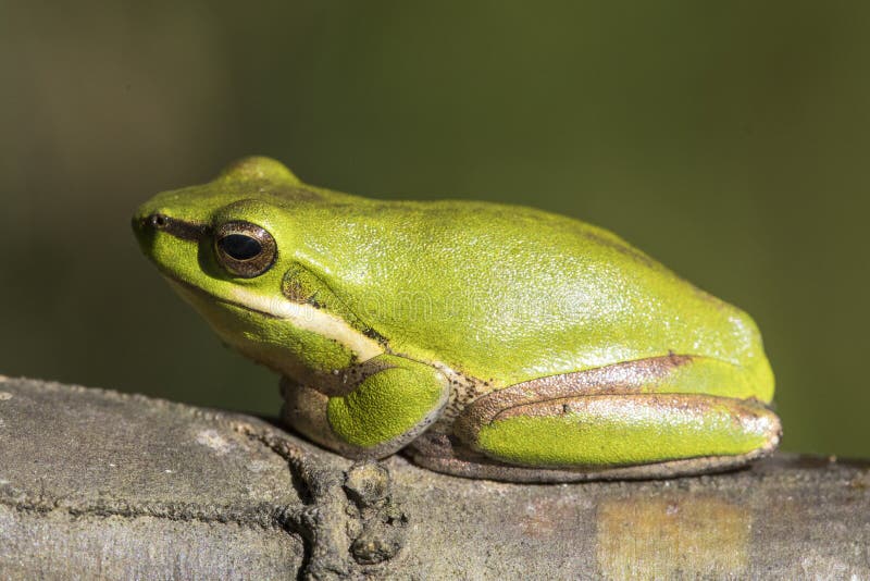 Dwarf Tree Frog stock photo. Image of frog, green, australia - 206972182