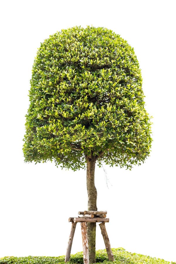 Dwarf Tree Isolated on White Stock Photo - Image of design, botany ...