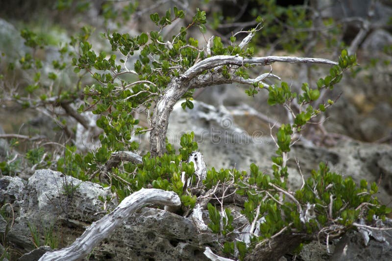 Dwarf Trees on Volcanic Rocks in Walsingham Nature Reserve in Bermuda ...
