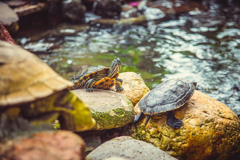 Dwarf Turtles Sit on Stones in the Temple. Stock Image - Image of ...