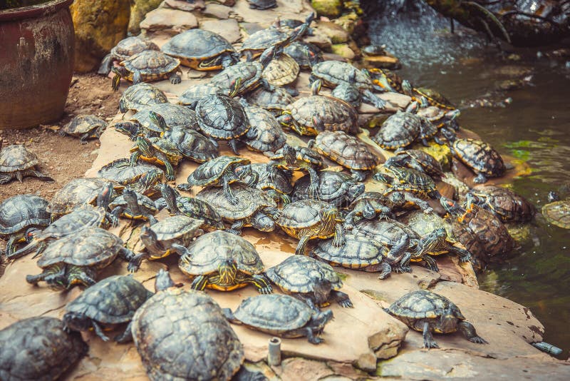 Dwarf Turtles Sit on Stones in the Temple. Stock Photo - Image of fauna ...