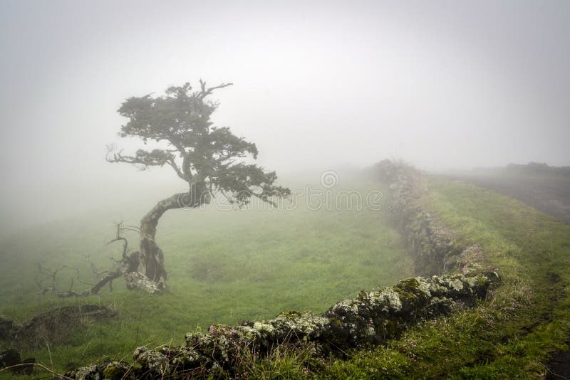 A Dwarf Twisted Tree Emerging from the Mist Stock Photo - Image of ...