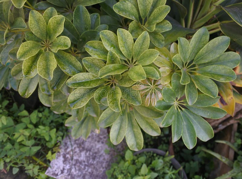 Dwarf Umbrella Tree a Leaf Flower Plant that Has a Distinctive Name ...