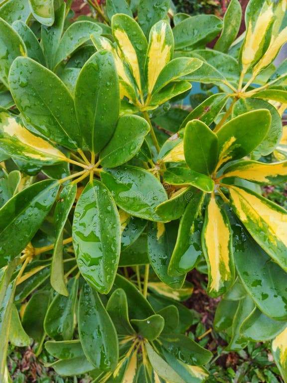 The Dwarf Umbrella Tree after Rain in the Evening Stock Photo - Image ...