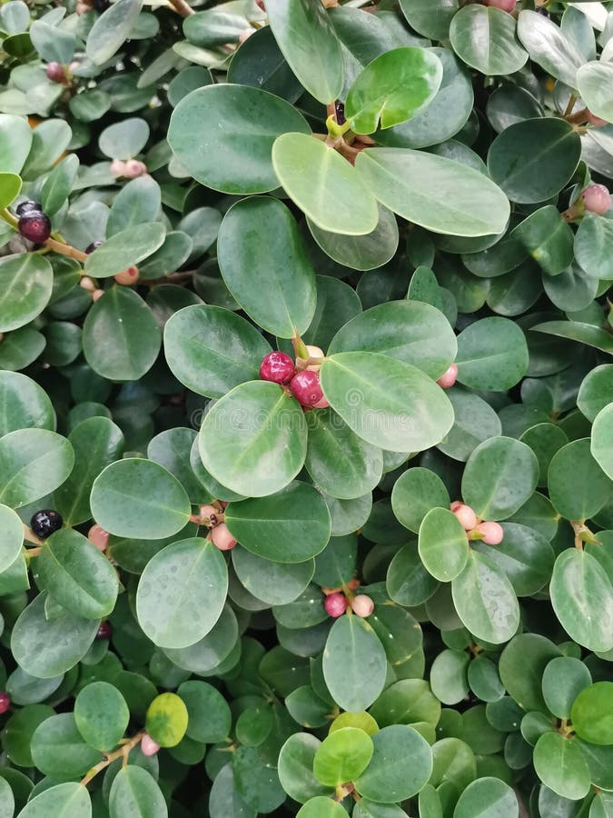 The Dwarf Variety of Ficus Microcarpa Stock Photo - Image of fruit ...