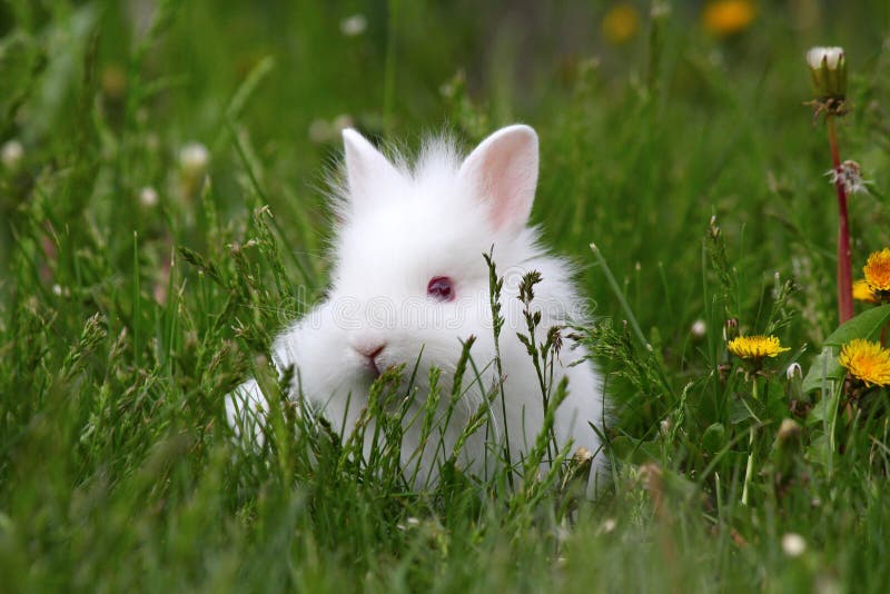 Dwarf white bunny stock photo. Image of spring, white - 24502628
