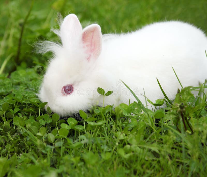 Dwarf white bunny stock photo. Image of spring, white - 24502628