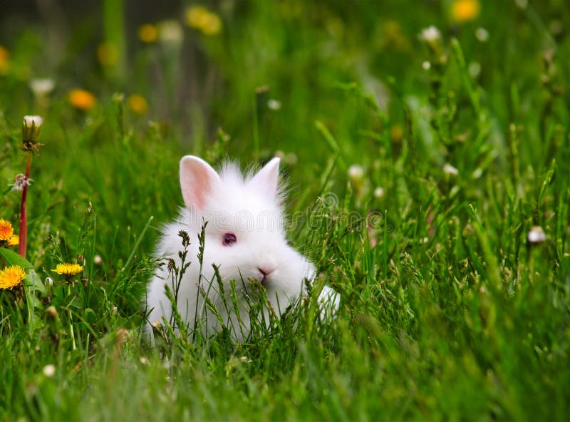 Dwarf White Bunny in Green Grass Stock Photo - Image of young, white ...