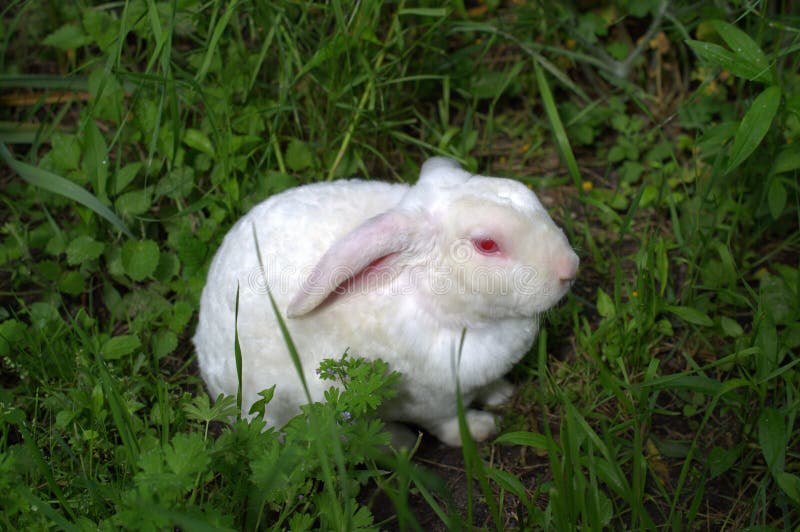 Dwarf White Rabbit - lamb stock image. Image of snow - 149690399