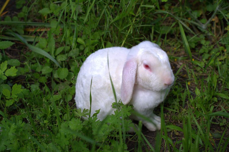 Dwarf White Rabbit - lamb stock image. Image of snow - 149690329