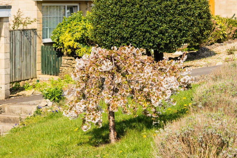 A Dwarf White Weeping Cherry Tree in Blossom in a Front Garden Stock ...