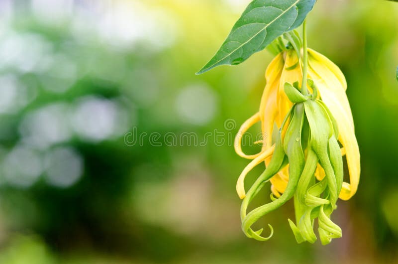 Â Dwarf Ylang-Ylang flower stock image. Image of spring - 33346015