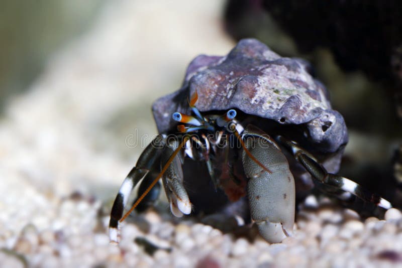 Dwarf Zebra Hermit Crab - Calcinus Laevimanus Stock Photo - Image of ...