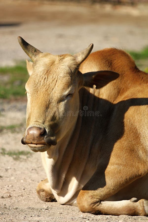 Dwarf Zebu pair stock image. Image of mammal, dwarf - 120512119