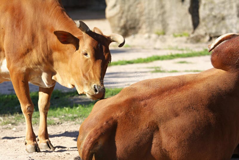 Dwarf zebu stock image. Image of farmland, bull, farm - 54031657