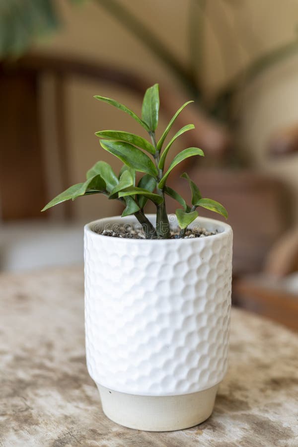 Zenzi Plant Stock Photos - Free & Royalty-Free Stock Photos from Dreamstime