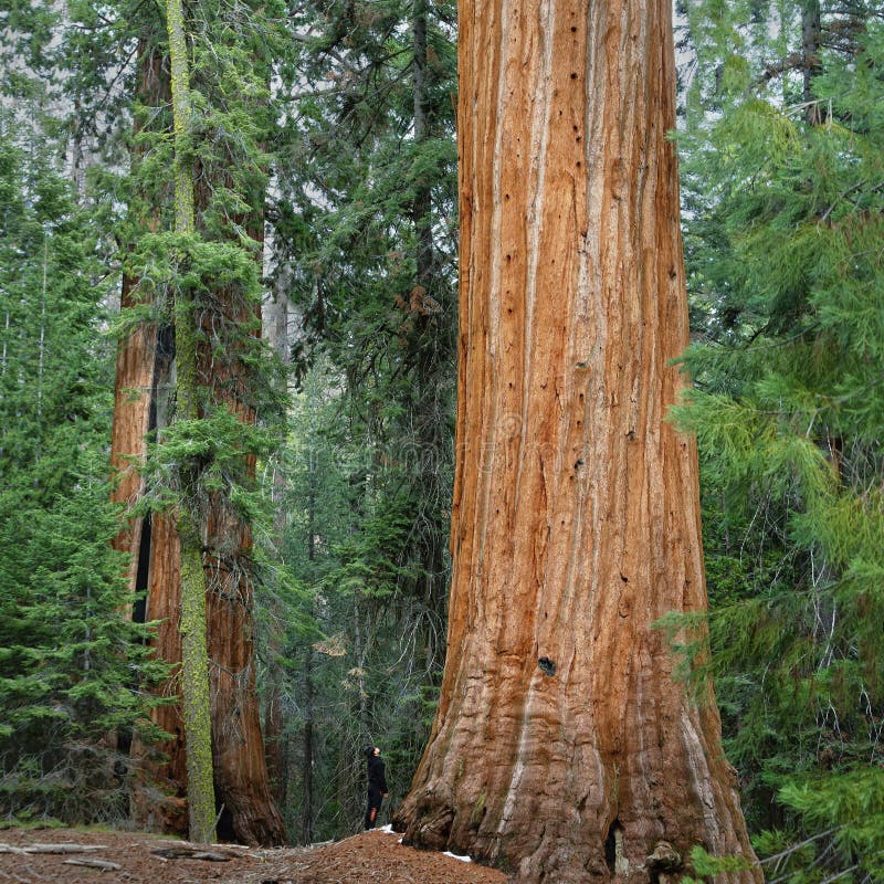 Dwarfed by the Giant Sequoia Tree Stock Photo - Image of sherman, small ...