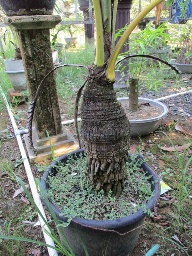 Small Dwarfed Yellow Coconut Tree Plant Stock Photo - Image of tree ...
